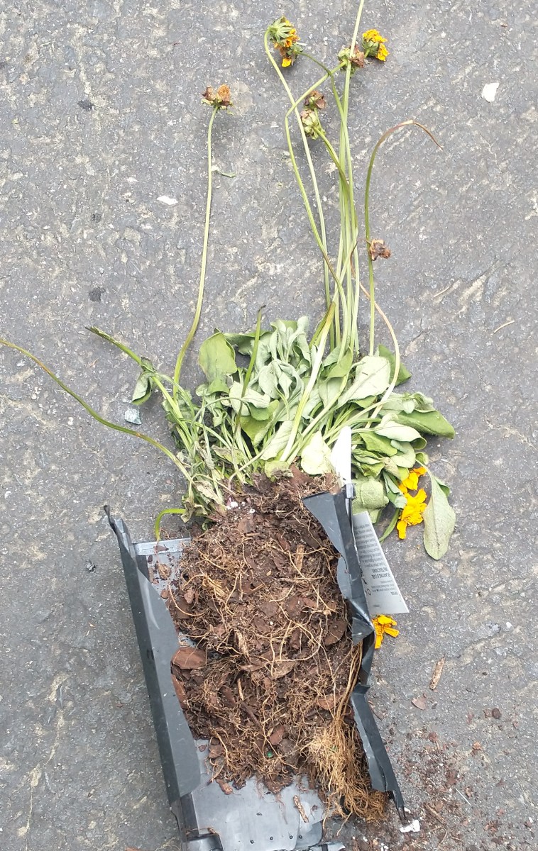 To the Rescue – Laurie's Leaves